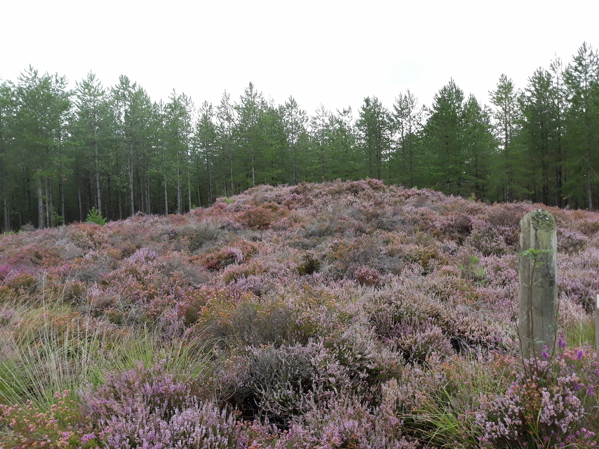 Tumuli - Moors Valley Country Park & Forest
